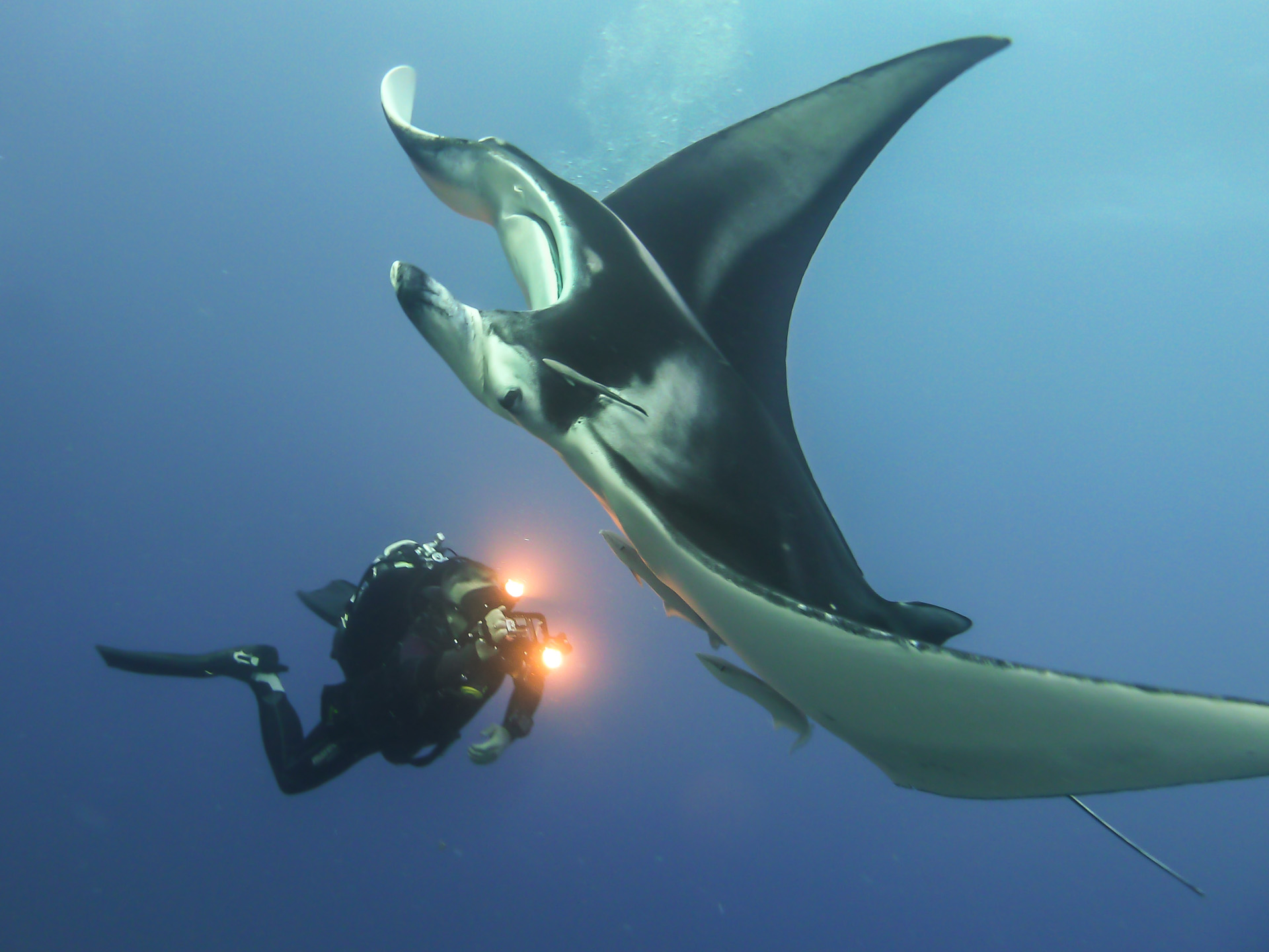 Tauchen Französisch Polynesien | Scuba Native Tauchreisen